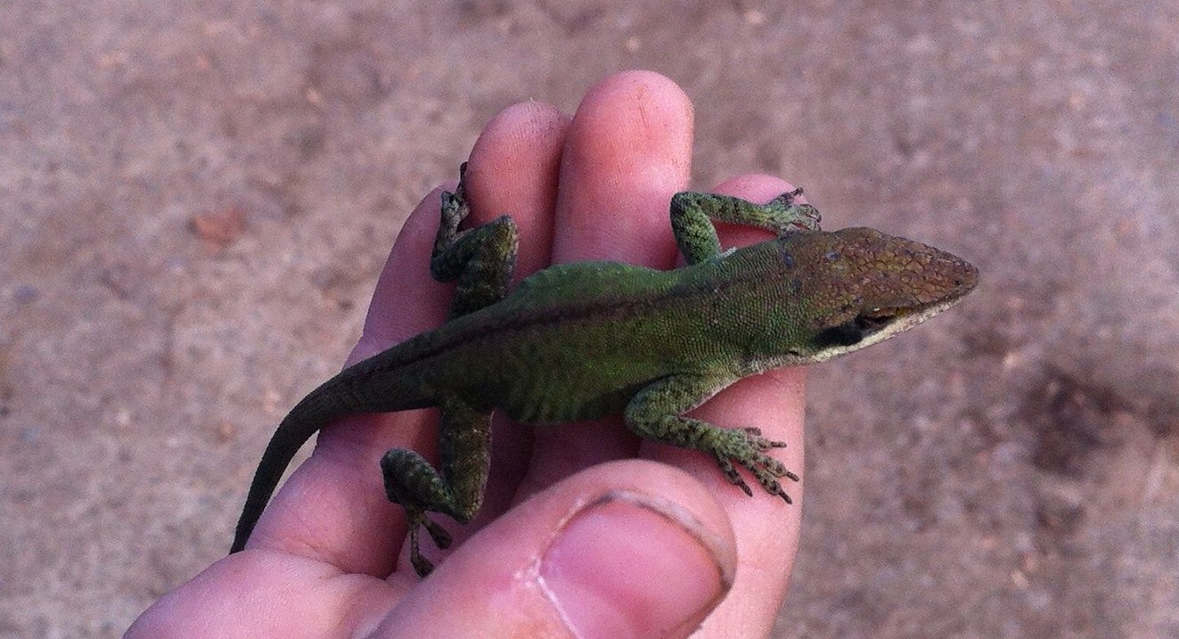 Lizards in our area